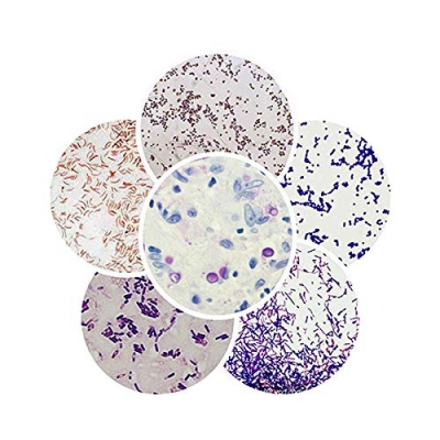 Prepared Microscope Microbiology Slides for Medical Education - Warp ...
